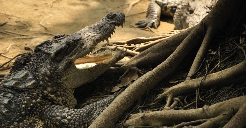 വേണമെങ്കിൽ മുതല മരത്തിലും കയറും! | Crocodiles can climb trees