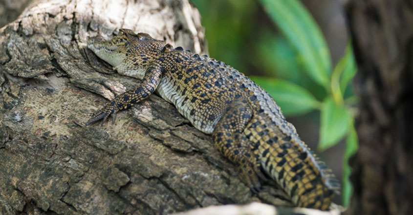 വേണമെങ്കിൽ മുതല മരത്തിലും കയറും! | Crocodiles can climb trees