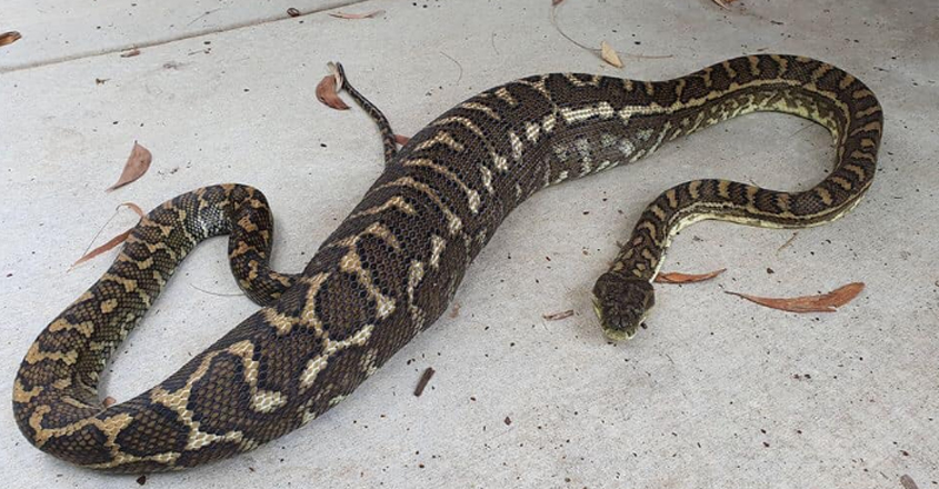 വളർത്തു പൂച്ചയെ വിഴുങ്ങിയത് കൂറ്റൻ പെരുമ്പാമ്പ്; വിശ്രമം പൂന്തോട്ടത്തി ...