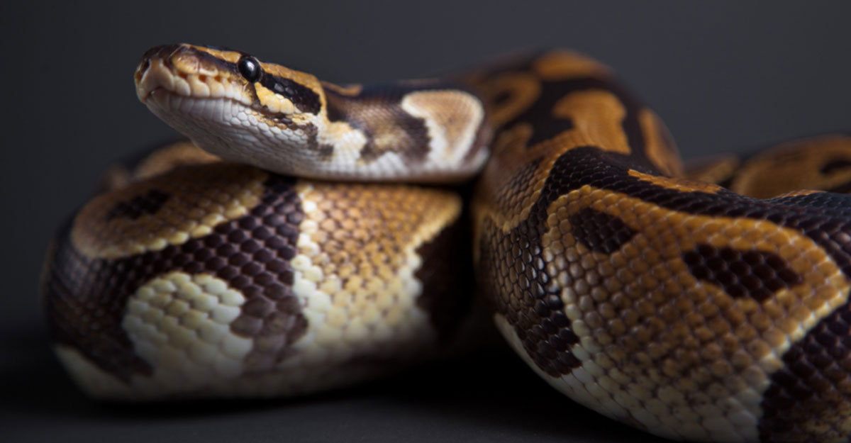 വളർത്തുനായയെ വരിഞ്ഞുമുറുക്കി വിഴുങ്ങാനൊരുങ്ങി പെരുമ്പാമ്പ്; സഹസികമായി ...