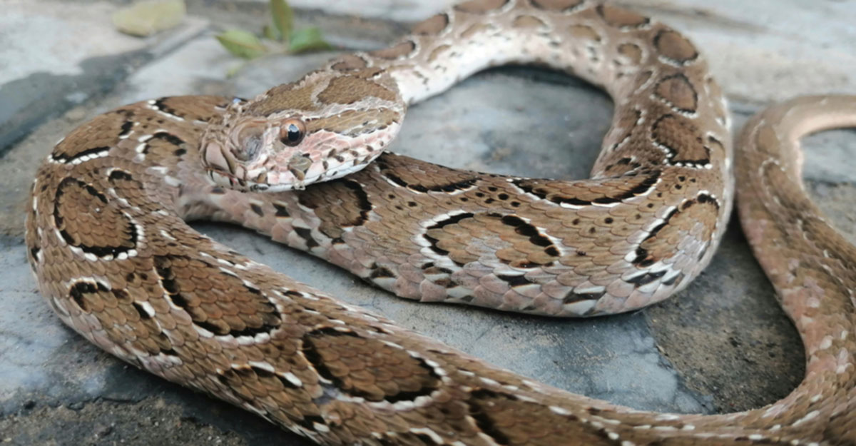 കൂനമ്മാവിലെ ‘കോഴിക്കള്ളൻ’; മലമ്പാമ്പെന്നു കരുതി വലയിൽ‍ കുടുങ്ങിയത് ...