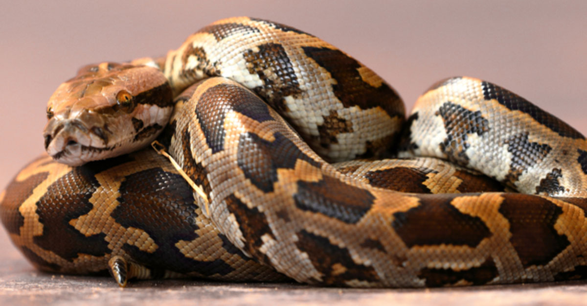 എട്ടടിയോളം നീളം, 30 കിലോയോളം ഭാരം ;കൂറ്റൻ പെരുമ്പാമ്പ് പതുങ്ങിയിരുന്നത് ...