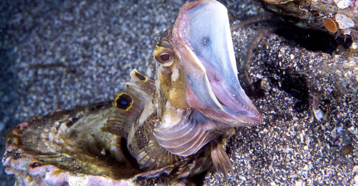 ആക്രമിക്കുമ്പോൾ ഭയപ്പെടുത്തുന്ന രൂപമാറ്റം ; ആഴക്കടലിൽ ഒളിച്ചിരിക്കുന്ന ...