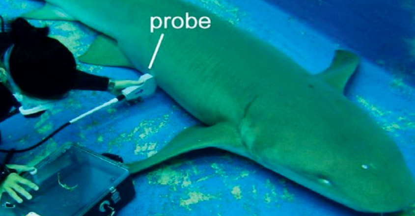 കൂടപ്പിറപ്പുകളെ ഭക്ഷിക്കാൻ ഗർഭപാത്രങ്ങളിലൂടെ സഞ്ചരിക്കുന്ന സ്രാവി ...