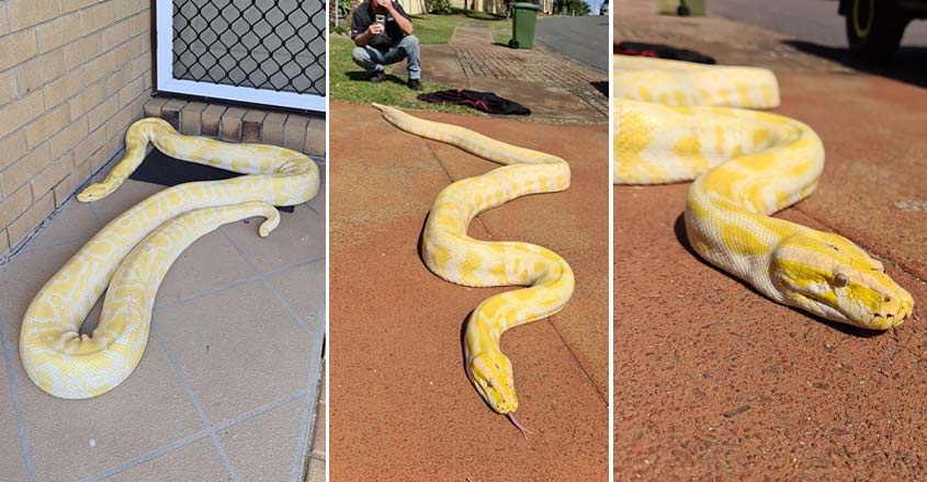 വീടിന്റെ മുൻവാതിൽ തുറന്ന സ്ത്രീ കണ്ടത് 14 അടിയോളം വലുപ്പമുള്ള ...