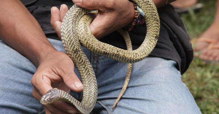മദ്യലഹരിയിൽ യുവാവ് മുന്നിലെത്തിയ പാമ്പിനെ കടിച്ചുമുറിച്ചു; സംഭവം ക ...