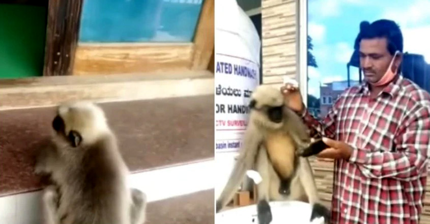 മുറിവേറ്റ കുരങ്ങൻ ചികിത്സ തേടി ആശുപത്രിയിൽ; മരുന്നു നൽകി ജീവനക്കാ ...