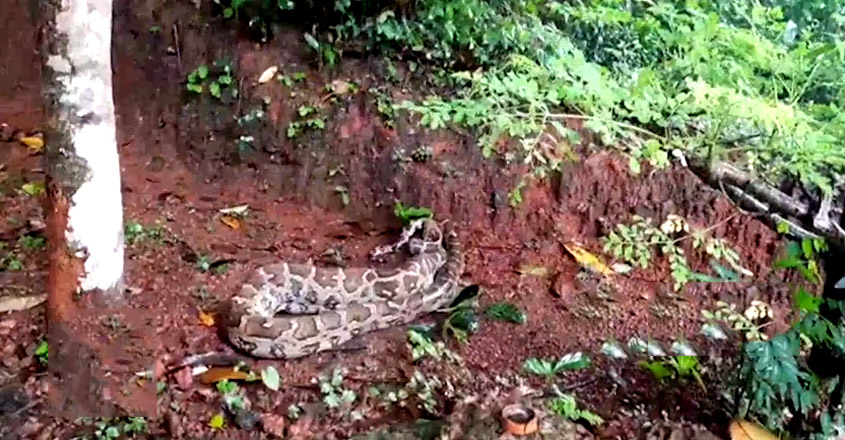 പൂച്ചയെ വിഴുങ്ങി പെരുമ്പാമ്പ് അനങ്ങാനാവാതെ വളയത്തിനുളളിൽ; ഒടുവി ...