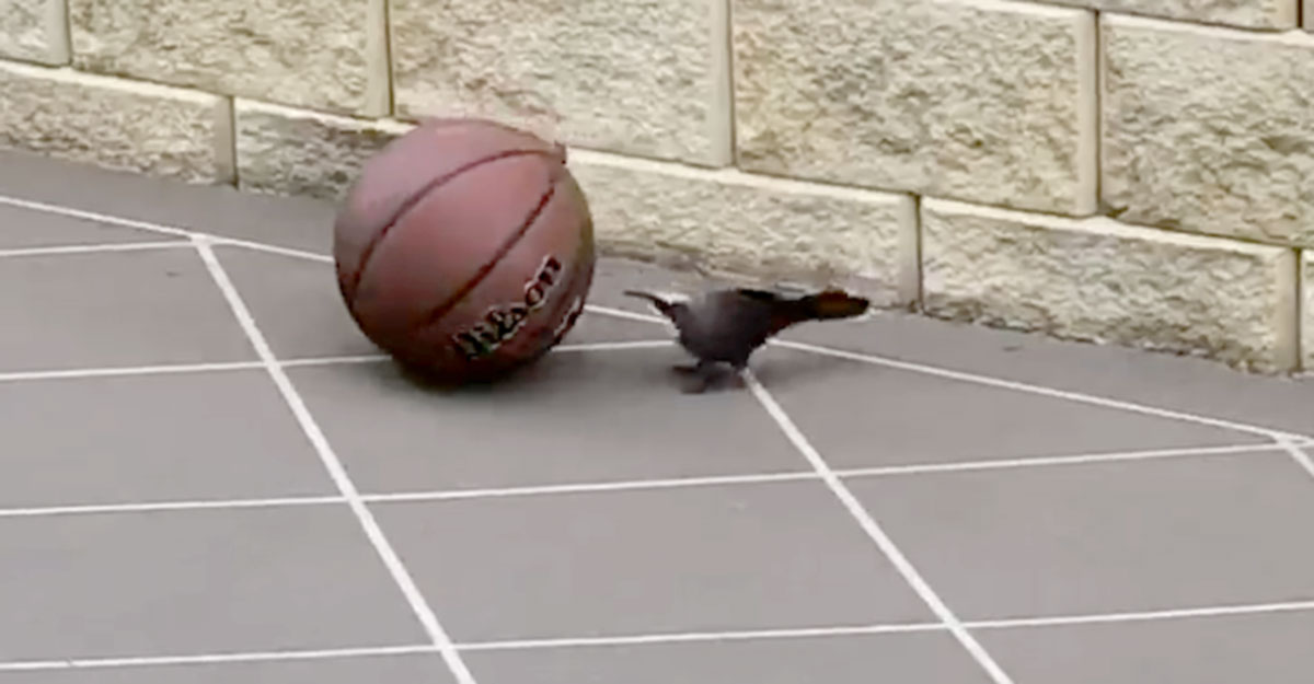 ബാസ്ക്കറ്റ് ബോൾ കൊണ്ട് കളിക്കുന്ന പക്ഷി ; ചിരിപടർത്തുന്ന ദൃശ്യം | Bird ...