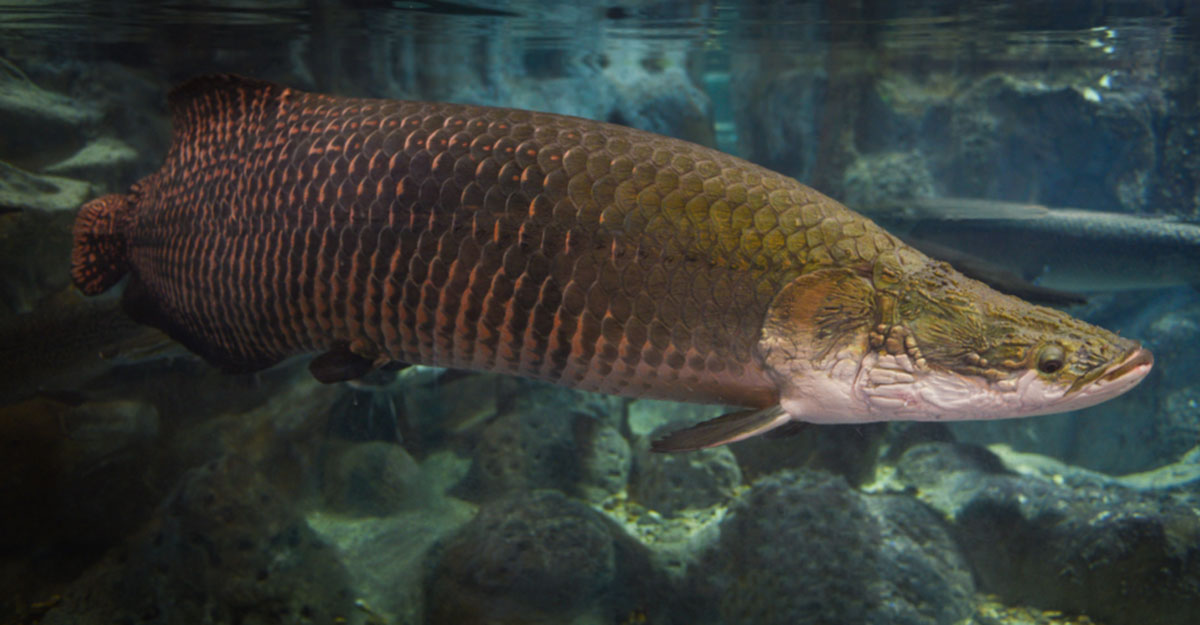 ആമസോൺ നദിയിലെ ചെകുത്താൻ മത്സ്യം |e Arapaima, The Amazon ‘River Monster ...