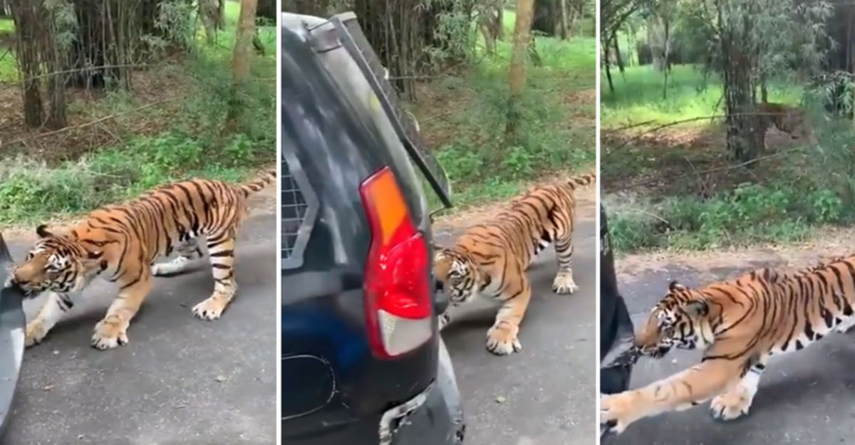 കാറിന്റെ ബമ്പറിൽ കടിച്ച് വലിച്ച് ബംഗാൾ കടുവ, ഭീതിയോടെ സഞ്ചാരികൾ, ഒടുവി ...