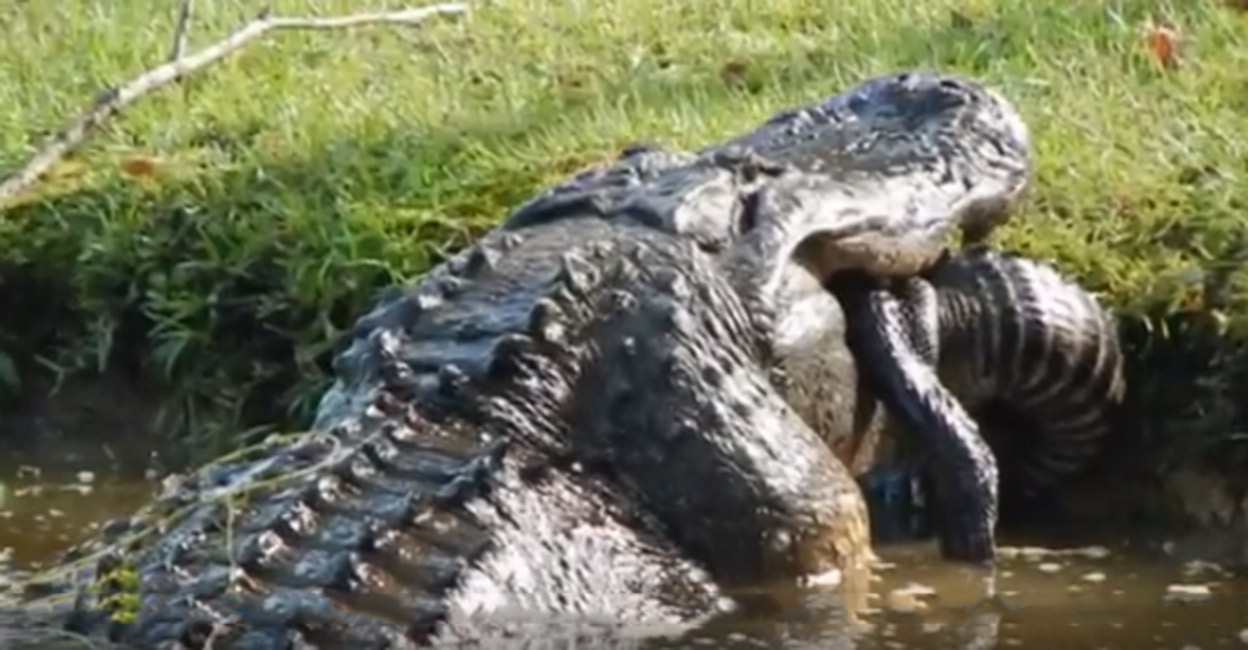 മുതലയെ ഒന്നോടെ വിഴുങ്ങിയത് മറ്റൊരു കൂറ്റൻ മുതല; വേറിട്ട കാഴ്ച, വിഡിയോ ...