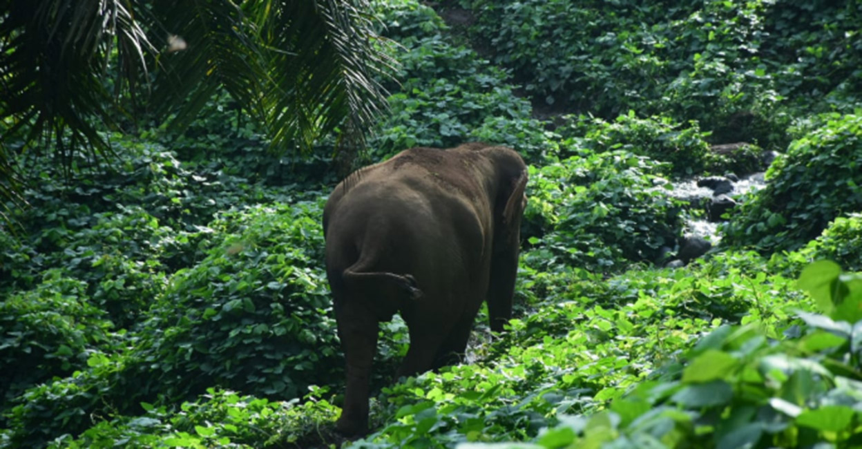 പടയപ്പ ഉൾപ്പെടെ ആനകളുടെ ജാതകം തയാർ... തടയാൻ വകുപ്പുണ്ടോ?; വന്യമൃഗങ്ങ ...