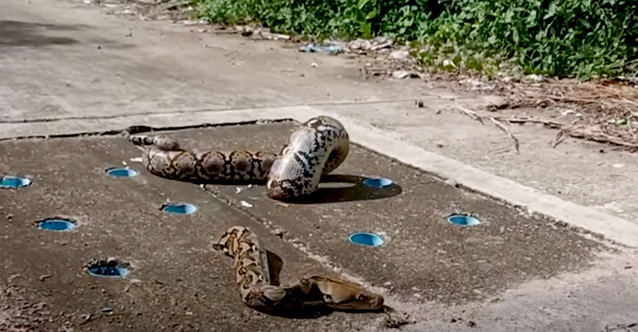 അതിലേ കയറിയാൽ ഇതിലേ ഇറങ്ങാമോ? മാൻഹോളിൽ കുടുങ്ങിയത് കൂറ്റൻ പെരുമ്പാമ്പ് ...