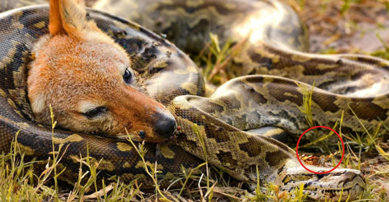 കുറുക്കനെ വരിഞ്ഞുമുറുക്കി കൂറ്റൻ പെരുമ്പാമ്പ്;തലയിൽ ചിറകുവിരിച്ച് ...