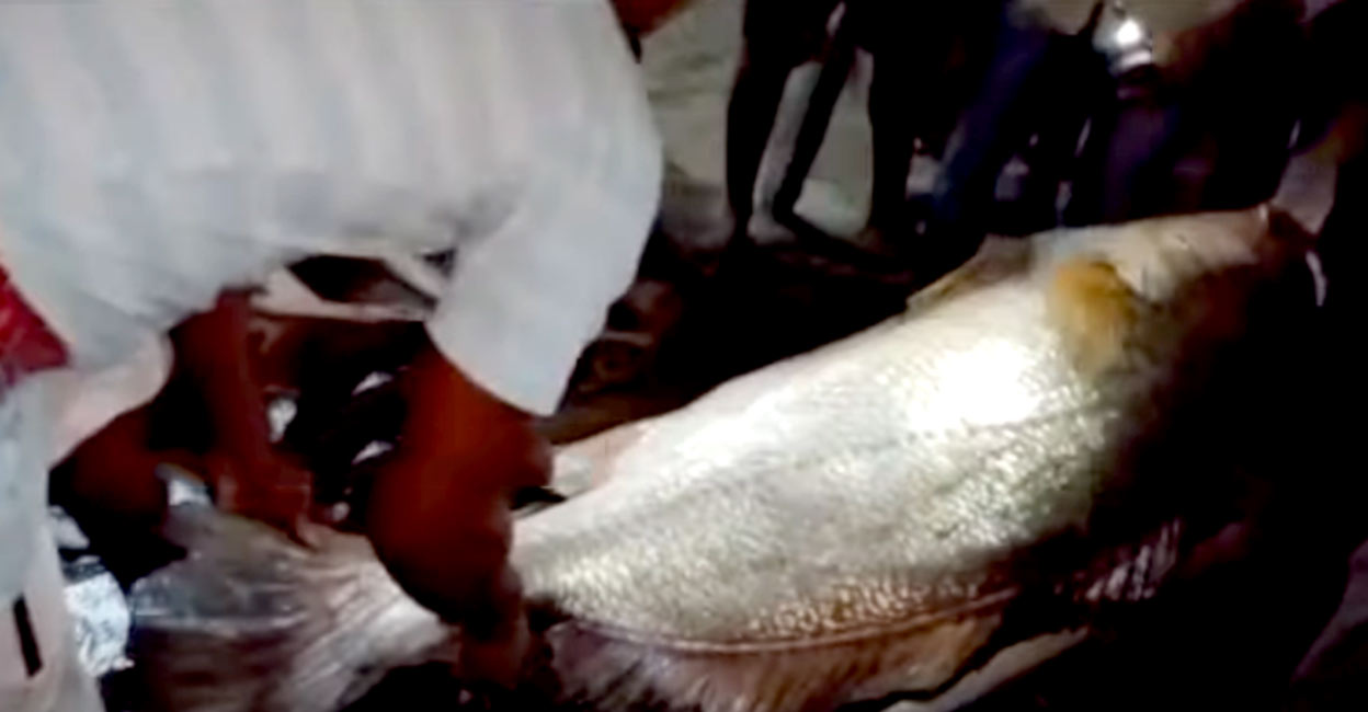 വില 36 ലക്ഷം, വലയിൽ കുടുങ്ങിയത് 75 കിലോയുള്ള‘ടെലിയ ഭോല’; ലക്ഷാധിപതിയായി ...