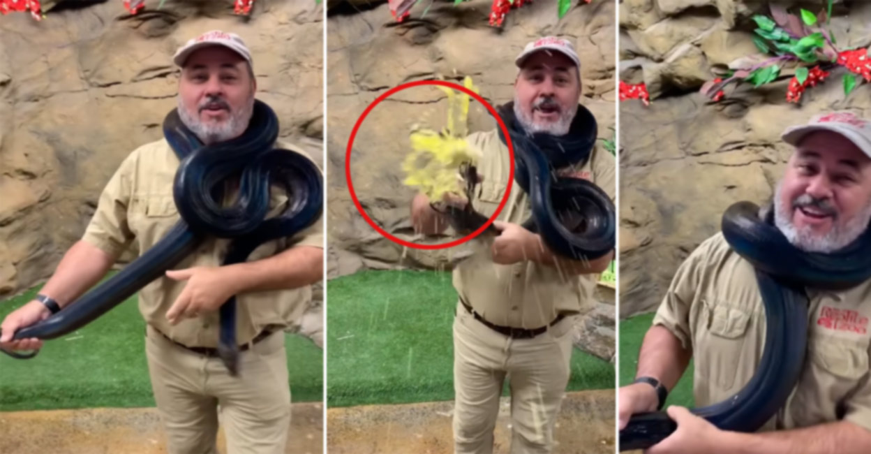 കഴുത്തിൽ കൂറ്റൻ പാമ്പ്, പ്രദർശനത്തിനിടയിൽ വിസർജനം; അമ്പരന്ന് ...