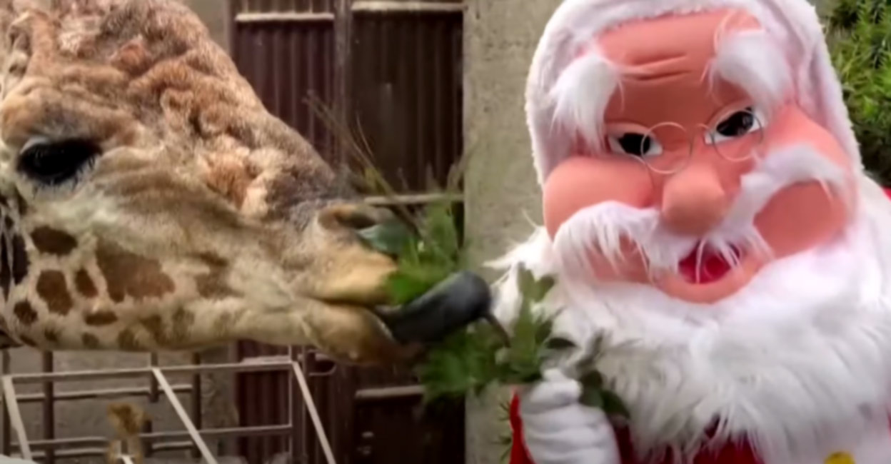 കടുവയ്ക്കും സിംഹത്തിനും ജിറാഫിനും ക്രിസ്മസ് സമ്മാനം; വേറിട്ട ആഘോഷ കാഴ്ച ...