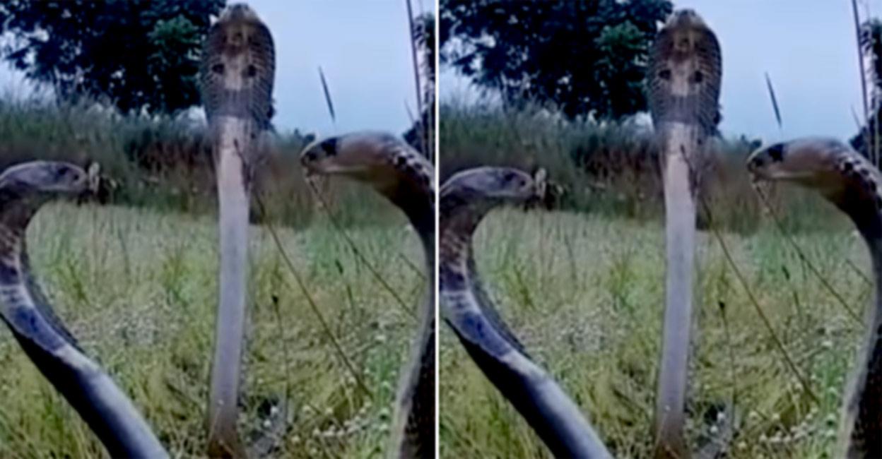 പത്തിവിരിച്ച് മൂന്ന് രാജവെമ്പാലകൾ നേർക്കുനേർ; കാടിനുള്ളിലെ ...