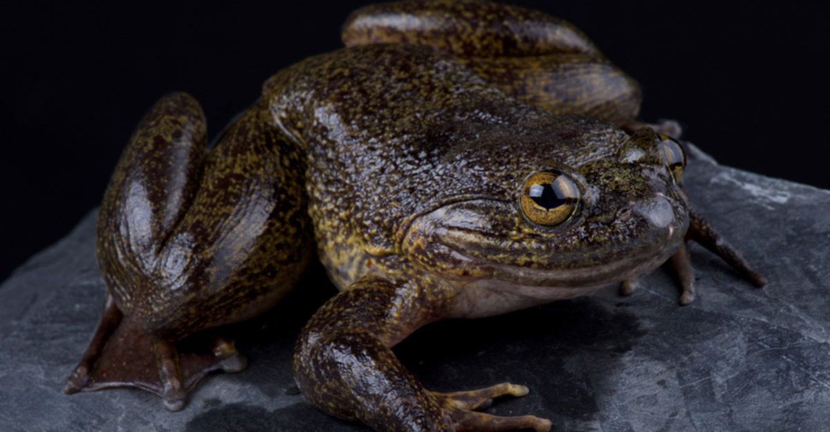 34 സെന്‍റിമീറ്റര്‍ നീളം, 4 കിലോയോളം ഭാരം; കല്ലുകൾ ചേർത്ത് കൂടൊരുക്കും ...