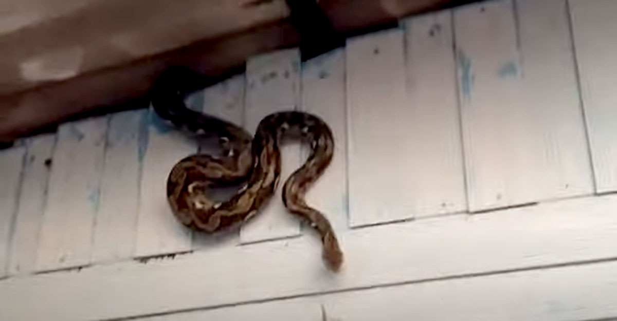 പത്തടിയോളം നീളം; മച്ചിനു മുകളിൽ പതുങ്ങിയിരുന്നത് കൂറ്റൻ പെരുമ്പാമ്പ് ...