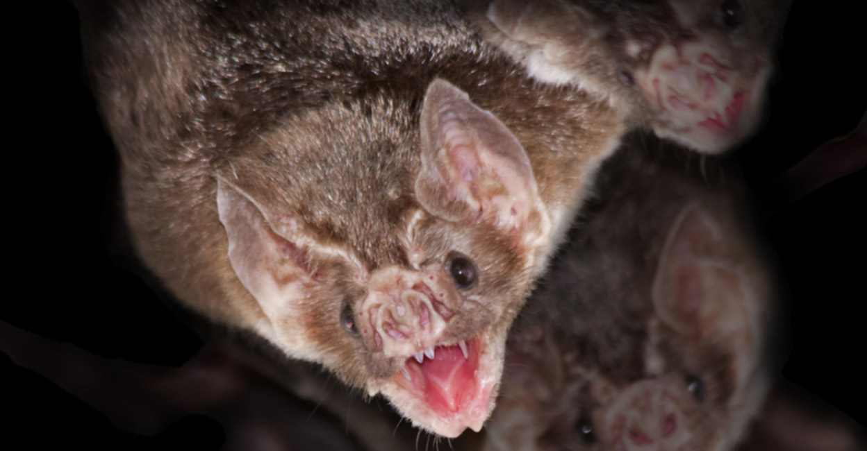 ചോരകുടിക്കാൻ കിട്ടാതായാൽ 48 മണിക്കൂറിനകം മരണം; രക്തക്കൊതിയൻ ഡ്രാക്കുള ...