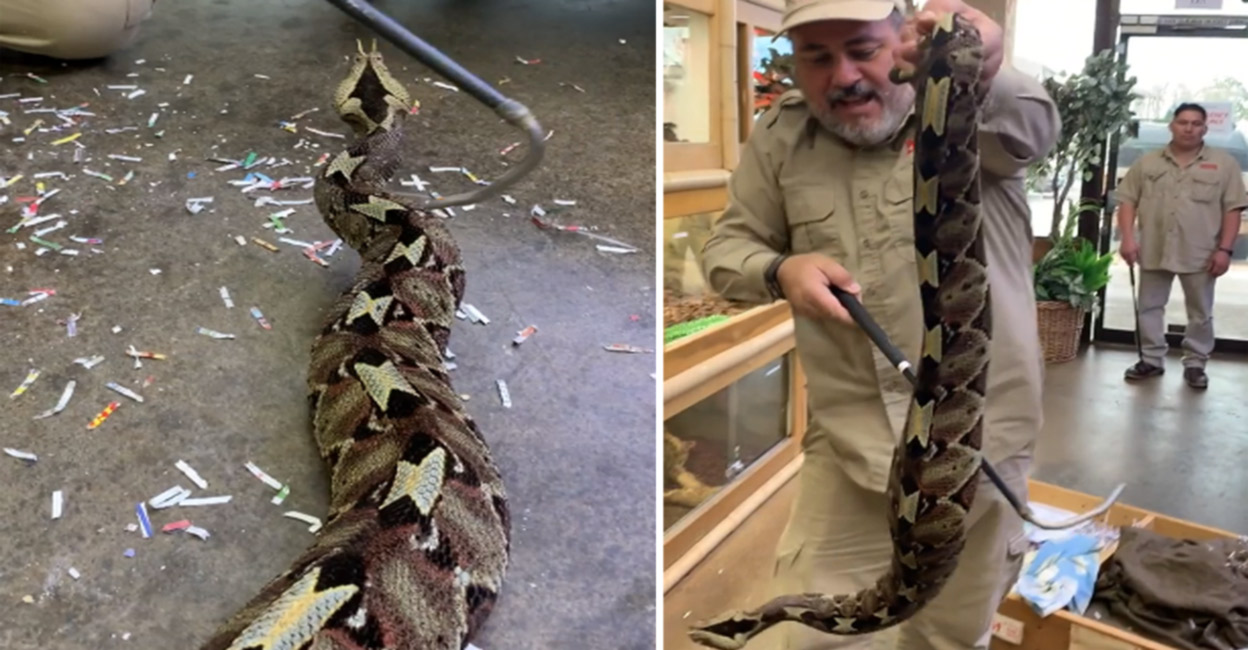 റൈനോ വൈപറുമായി ജെയ് ബ്രൂവെർ; വിഷപ്പാമ്പിന്റെ വിഡിയോ കണ്ടത് 10 ലക്ഷം പേ ...