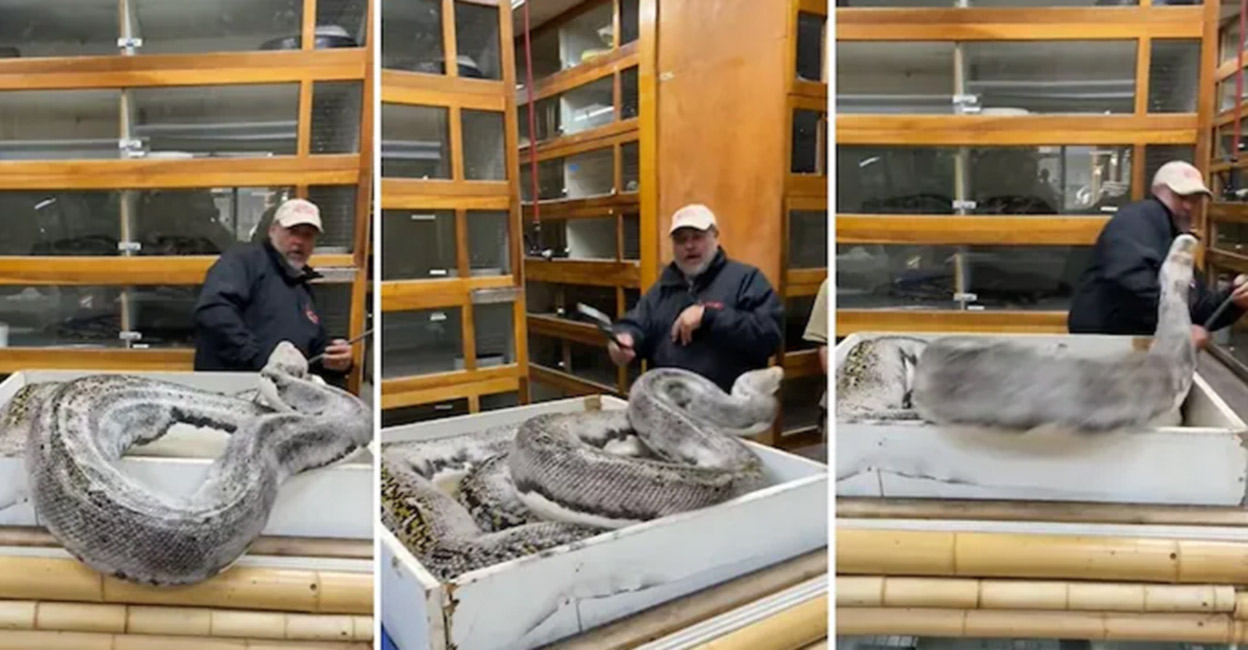 മുഖത്തേക്ക് ആഞ്ഞു കൊത്താനൊരുങ്ങി കൂറ്റൻ പെരുമ്പാമ്പ്; രക്ഷപ്പെട്ടത് ...