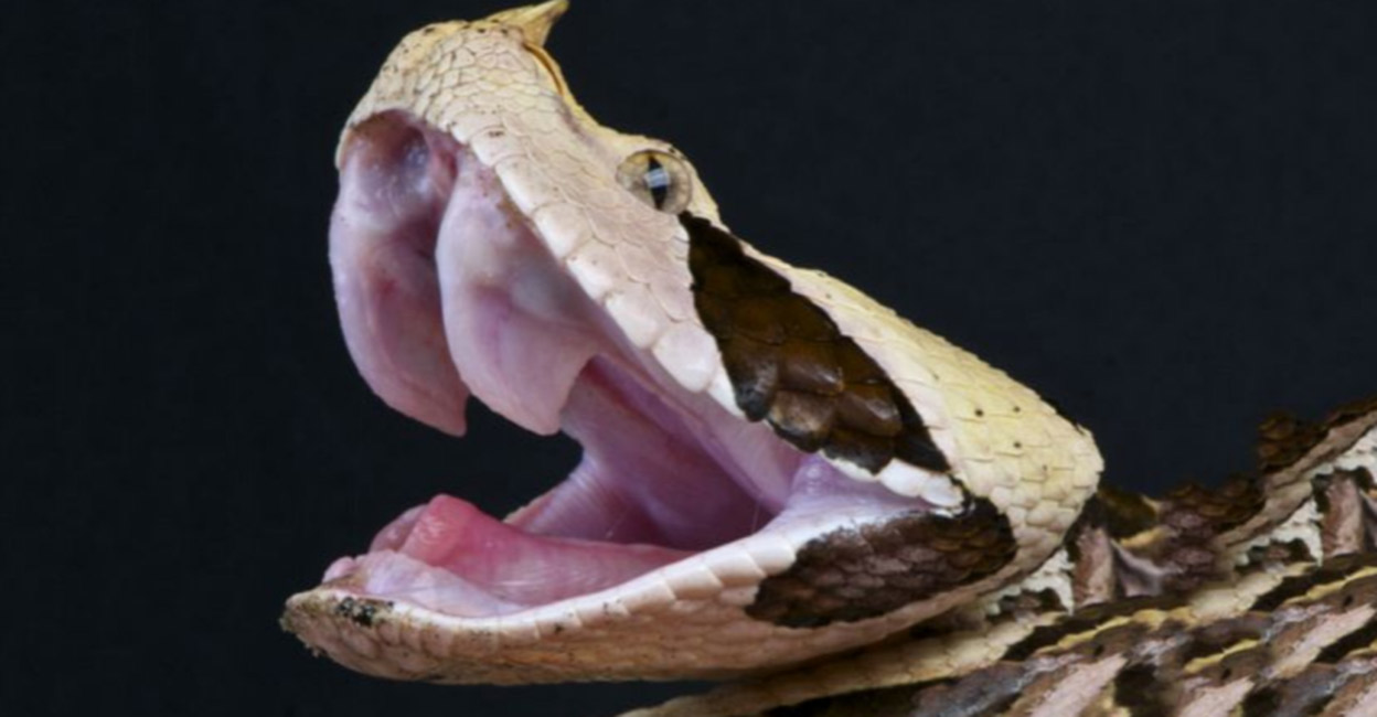 ലോകത്തെ ഏറ്റവും വലുപ്പമേറിയ ‘ഗബൂൺ അണലി’; 5 സെന്‍റിമീറ്റര്‍ നീളം ...