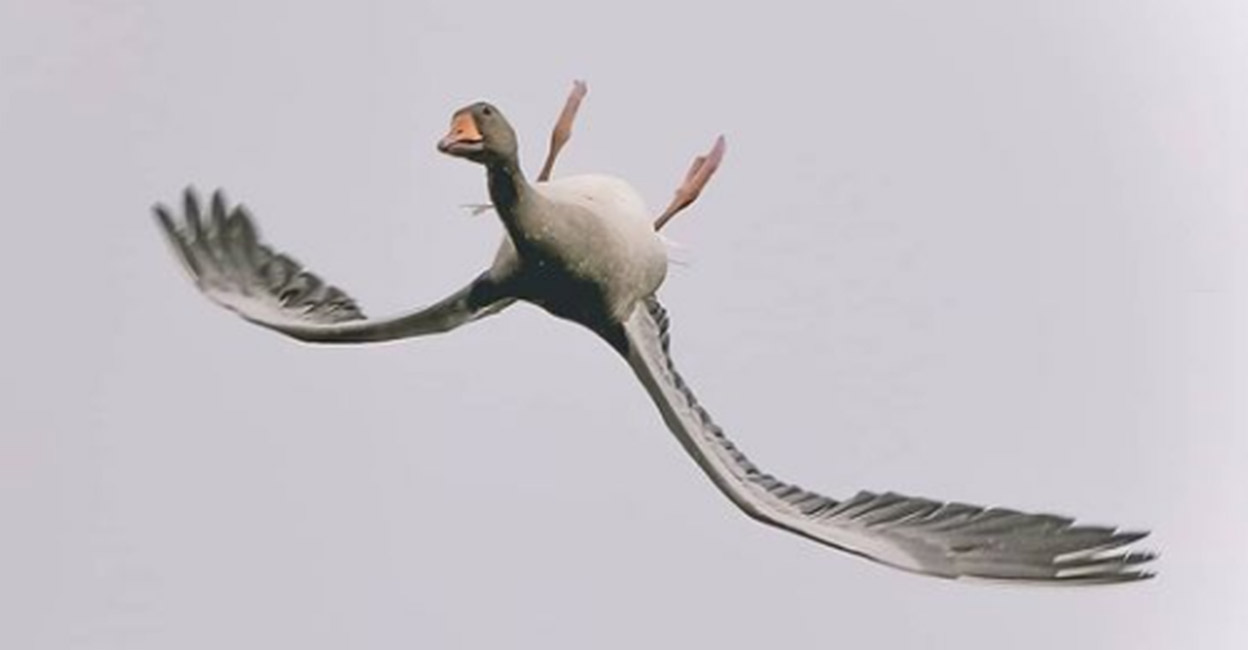 ദേ ഇങ്ങനെ പറക്കാൻ കഴിയുമോ ? മലർന്ന് കിടന്നു പറക്കുന്ന വാത്ത, വിചിത്രം ...