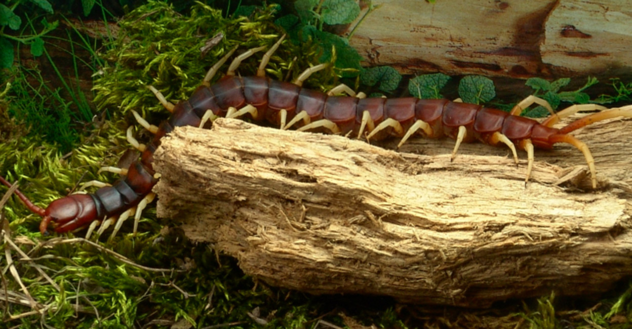 വിഷം കുത്തിവയ്ക്കും, ശരീരം തുരന്നുതിന്നും; പക്ഷികളെ വേട്ടയാടുന്ന കൂറ്റ ...