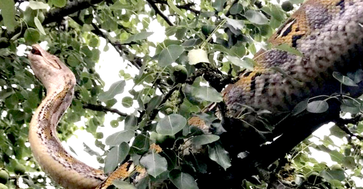 മരത്തിനു മുകളിൽ പതുങ്ങിയത് കൂറ്റൻ പെരുമ്പാമ്പ്; വലുപ്പം കണ്ട് അമ്പരന്ന് ...