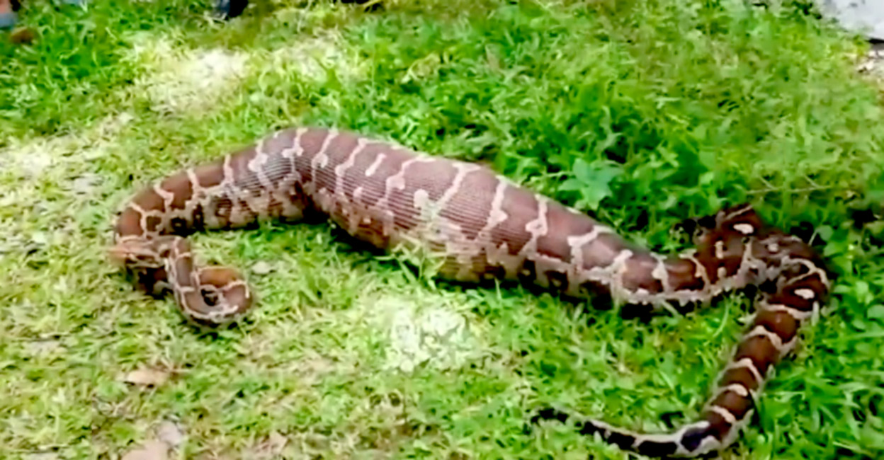 നായകളെ ഒന്നോടെ വിഴുങ്ങുന്ന മലമ്പാമ്പ്; നാട്ടികയിലെ നടുക്കുന്ന കാഴ്ച ...