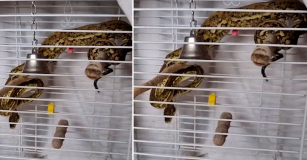 പക്ഷിക്കൂട്ടിൽ കയറി പക്ഷികളെ അകത്താക്കി; പുറത്തിറങ്ങാനാവാതെ കുടുങ്ങി ...