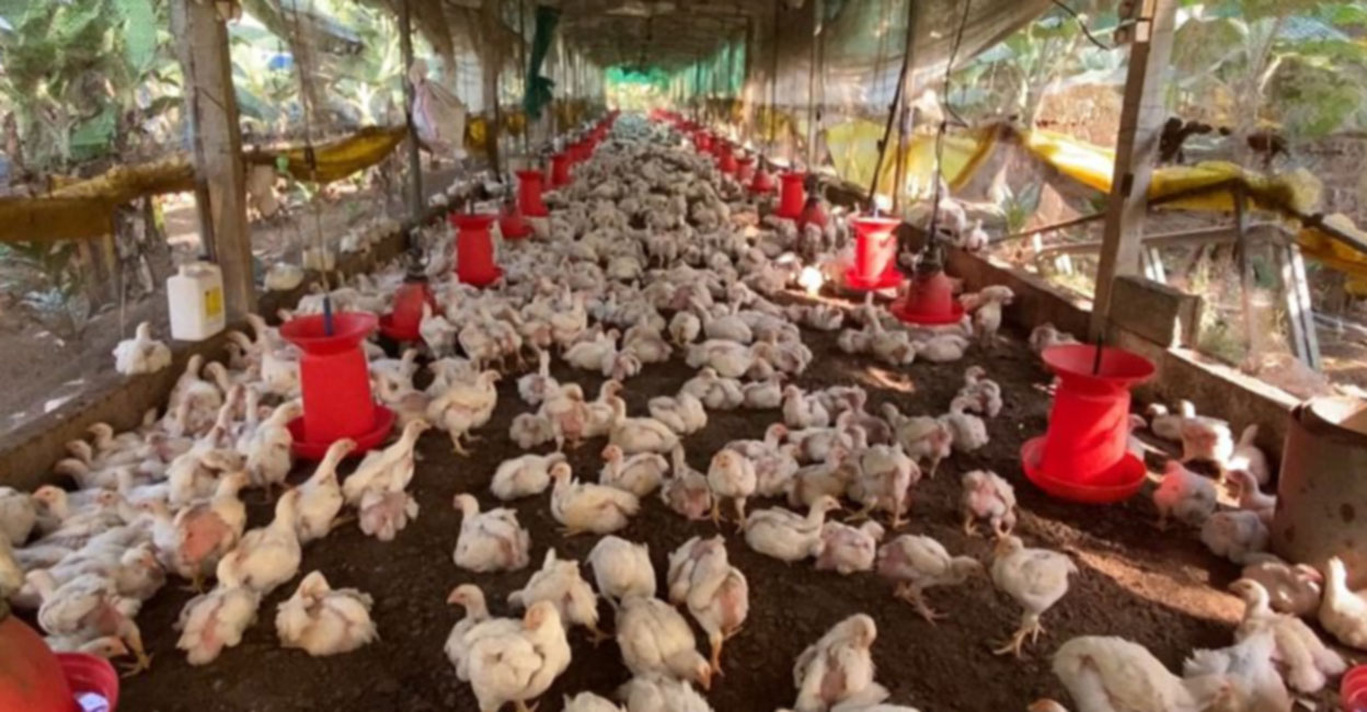 തീറ്റയില്ല; പരസ്പരം കൊത്തിത്തിന്ന് ചാവുന്ന കോഴികൾ, ദുരിതക്കാഴ്ച ...