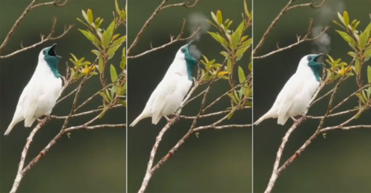 ചിലയ്ക്കുന്നതിനൊപ്പം പുകയൂതുന്ന പക്ഷി; കാടിനുള്ളിലും പുകവലിക്കാരോ ...