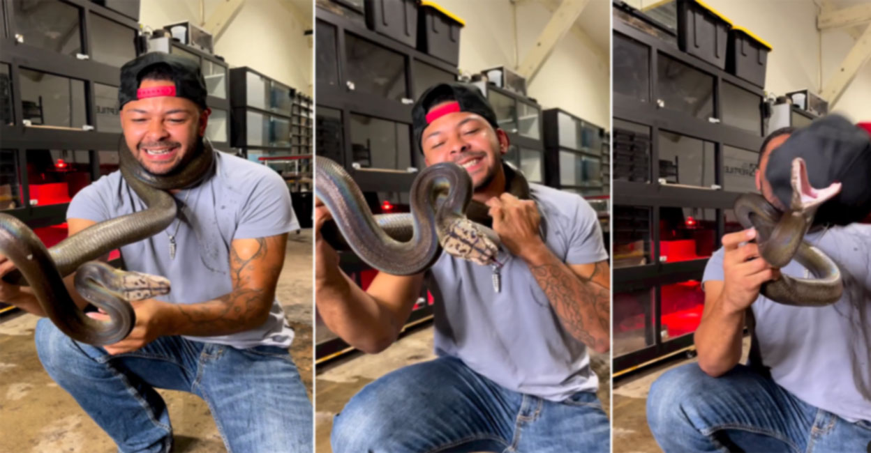 കഴുത്തിൽ ചുറ്റിവരിഞ്ഞ് ശ്വാസംമുട്ടിച്ച് പെരുമ്പാമ്പ്: വീഡിയോ പകർത്തി ...