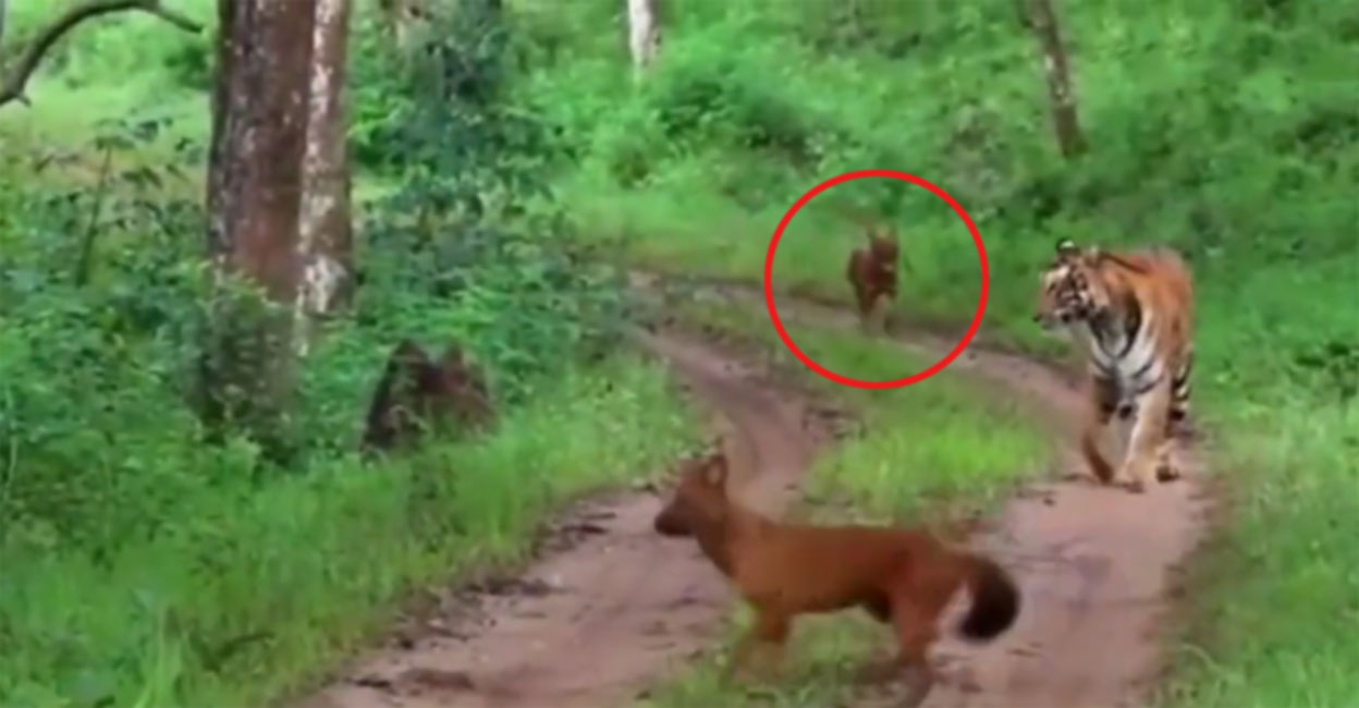 കൂറ്റൻ കടുവയെ വളഞ്ഞ് കാട്ടുനായ്ക്കൾ; പിന്നിലൂടെ ആക്രമിക്കാൻ ശ്രമം ...