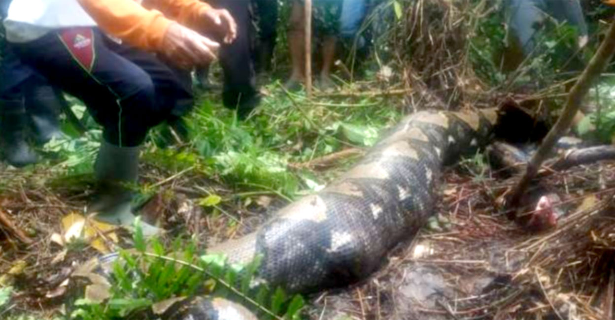 വിഴുങ്ങിയ പെരുമ്പാമ്പിന്റെ വയറിനുള്ളിൽ നിന്ന് 54കാരിയുടെ ശരീരം ...