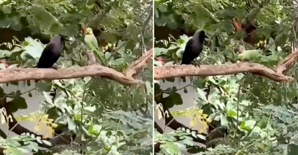 ദാ...കഴിച്ചോളൂ, കിട്ടിയ ഭക്ഷണം തത്തയുമായി പങ്കുവച്ച് കാക്ക; ഹൃദ്യം ഈ ...