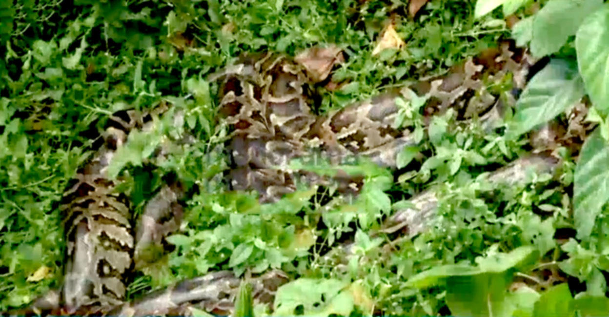 കോഴിക്കോട് നഗരമധ്യത്തില്‍ കണ്ടെത്തിയത് 5 പെരുമ്പാമ്പുകളെ; ഭീതിയോടെ ...