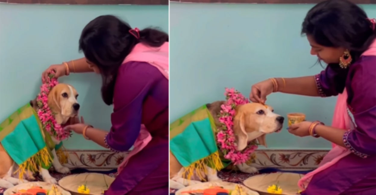 വളർത്തുനായയുടെ ബേബി ഷവർ ആഘോഷമാക്കി യുവതി, ഒപ്പം തെരുവു നായകൾക്ക് ...