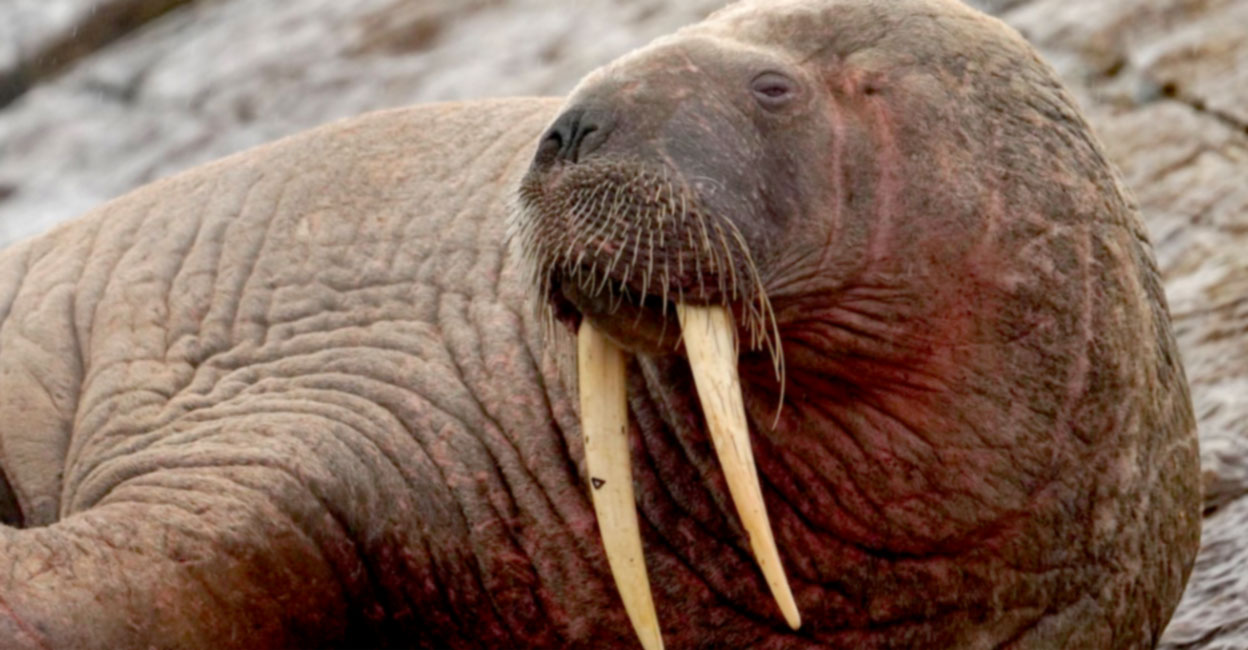 മൈലുകൾ കടന്ന് യുകെയിലെ കടൽത്തീരത്തെത്തി ‘തോർ’ വാൽറസ്; വിസ്മയത്തോടെ കാഴ്ചക്കാർ– Thor' the walrus ...