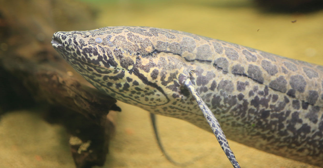 മഴ കാത്ത് വർഷങ്ങളോളം കരയിൽ കഴിയുന്ന മത്സ്യങ്ങൾ; മഴ പെയ്താൽ അതിജീവനം ...