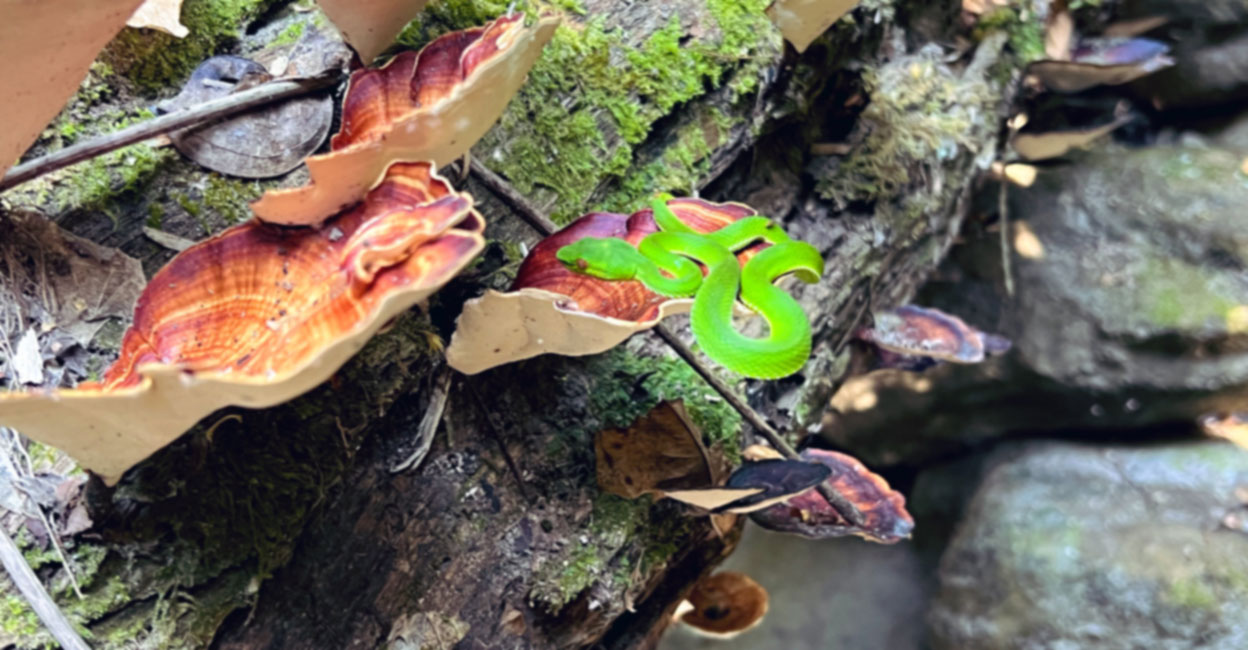 കൂണുകൾക്കിടയിൽ പതുങ്ങിയിരുന്ന വിഷപ്പാമ്പ്; വിചിത്രമെന്ന് കാഴ്ചക്കാ ...