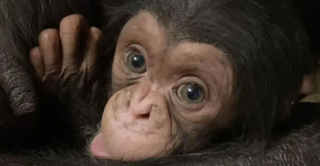 ജീവനറ്റിട്ടും കുഞ്ഞിനെ മാറോടണച്ച് മഹാലെ; നൊമ്പരക്കാഴ്ച- Baby chimp at ...