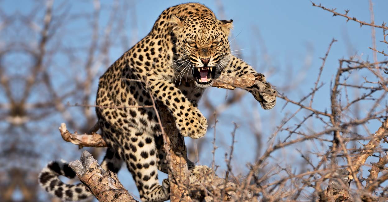 ചാടി വീണ് പുള്ളിപ്പുലി; കഴുത്തിൽ കടിച്ചു വലിച്ചു, യുവാവിന് ദാരുണാന്ത്യം ...