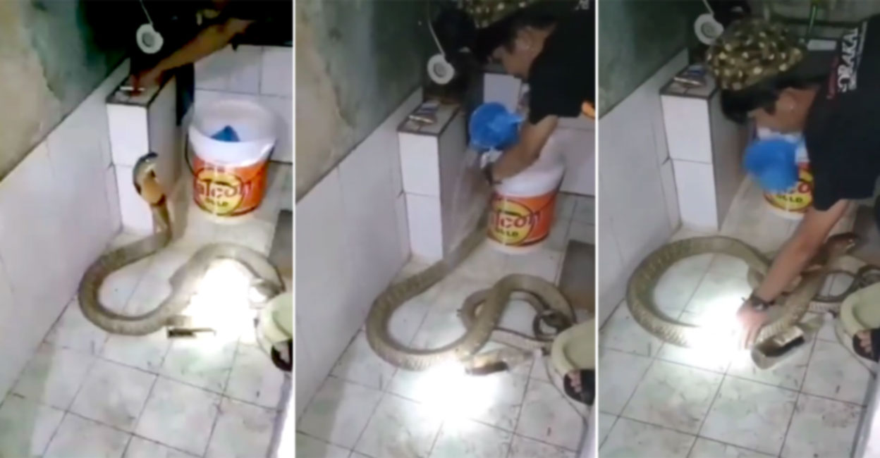 വെള്ളം കോരിക്കുളിപ്പിച്ച് കിന്നിരിച്ചോമനിച്ച ് അയ്യയ്യോ...യുവാവ് കുളിപ്പിച്ചത് രാജവെമ്പാലയെ ...