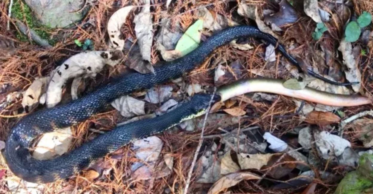 വെള്ളത്തിനടിയിൽ വാശിയേറിയ പോരാട്ടം; ഈൽ മത്സ്യത്തെ ഒന്നോടെ വിഴുങ്ങിയ ...