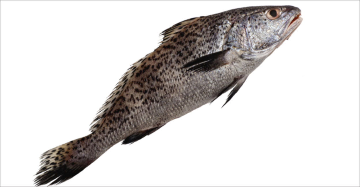 ക്രോക്കറുകളുെട ഹൃദയം കടൽസ്വർണം; കിലോയ്ക്ക് 50000 രൂപ മുതൽ ലക്ഷങ്ങൾ വില ...